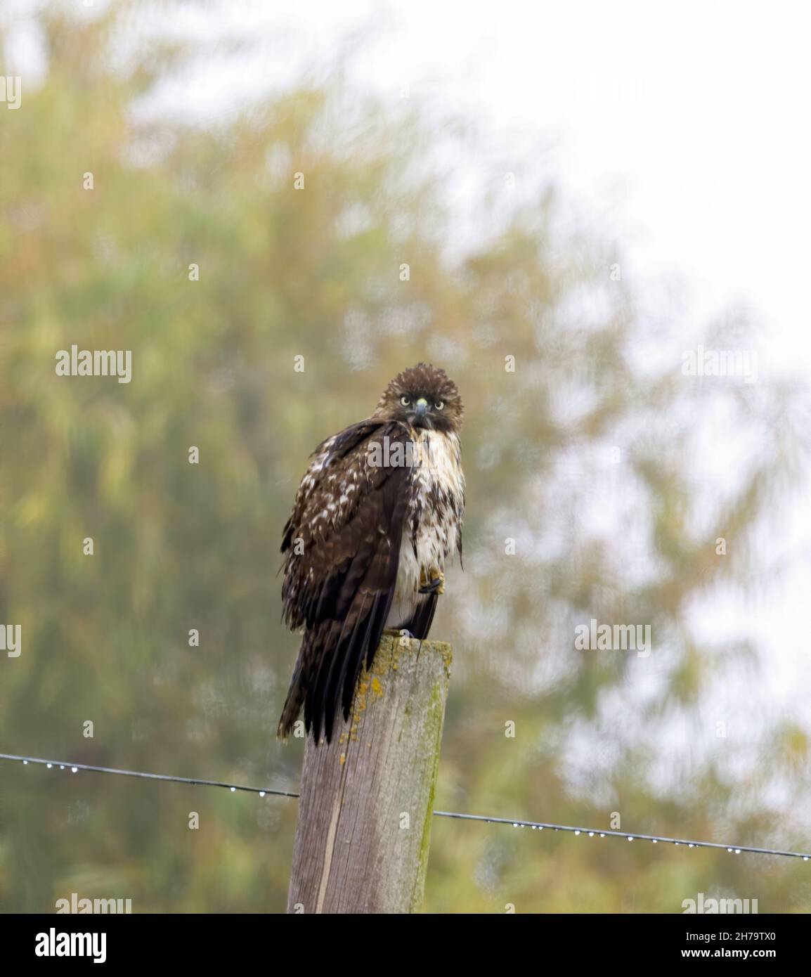 Red tailed Hawk Looking at Camera Stock Photo - Alamy