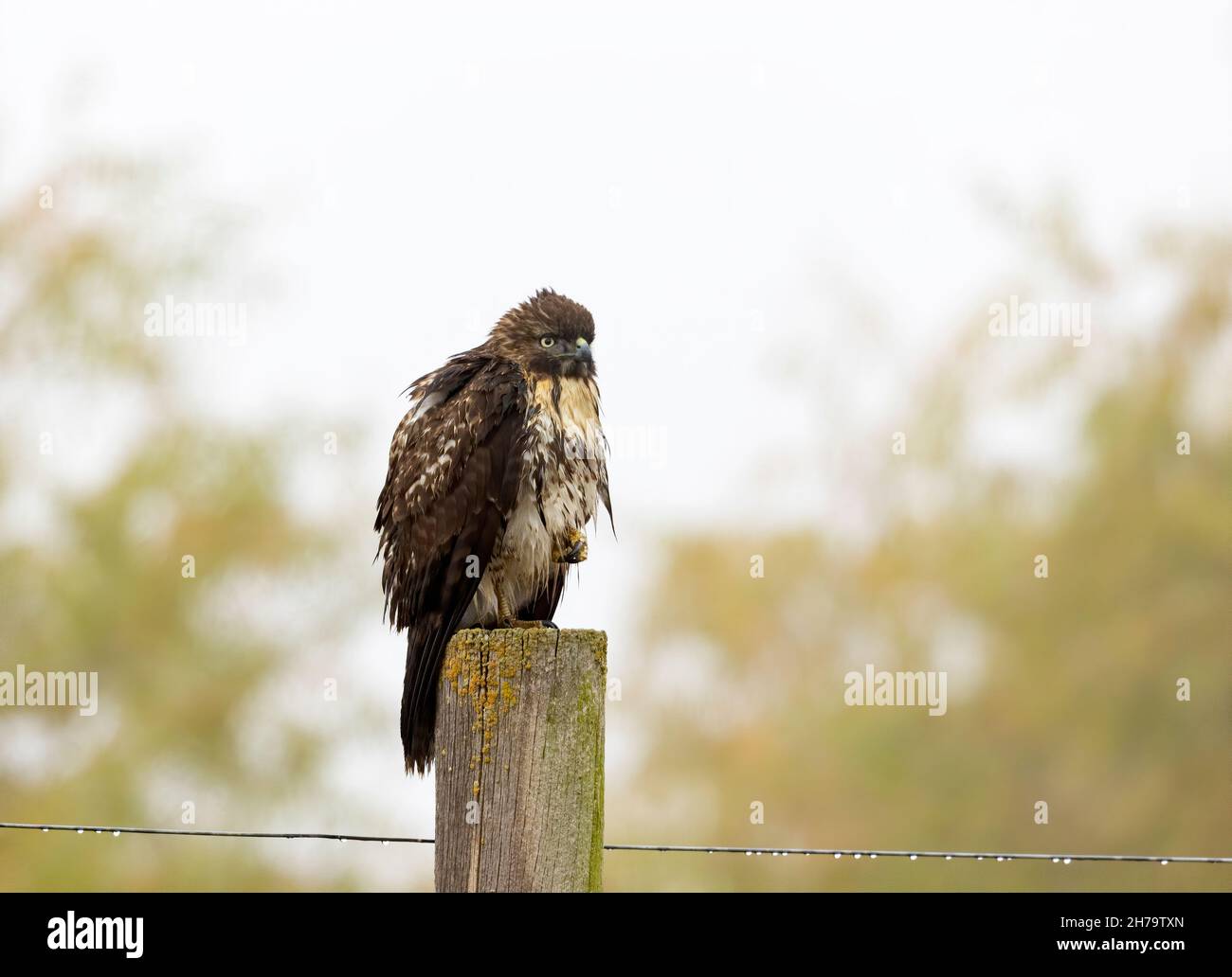 Red tailed hawk on fence hi-res stock photography and images - Alamy