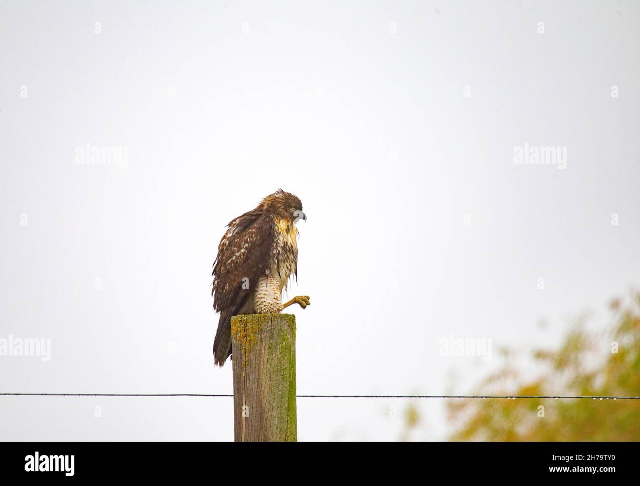 Red tailed hawk on fence hi-res stock photography and images - Alamy