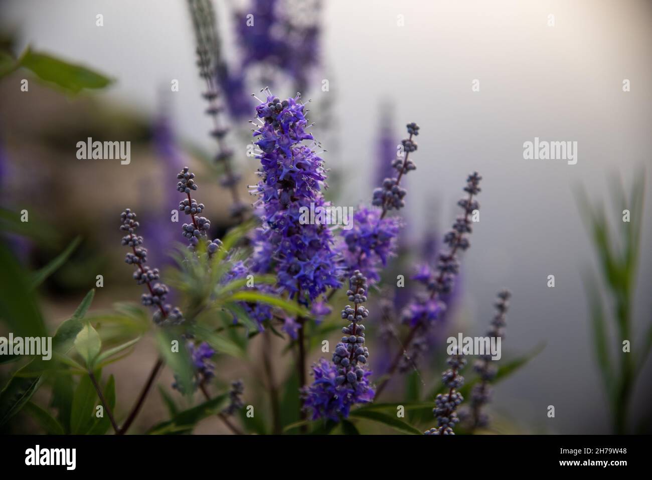Sage green lake hi-res stock photography and images - Alamy