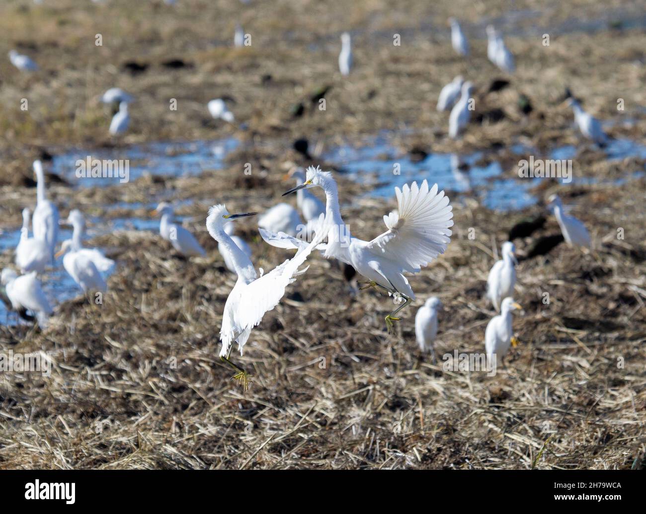 Mid air fighting hi-res stock photography and images - Alamy