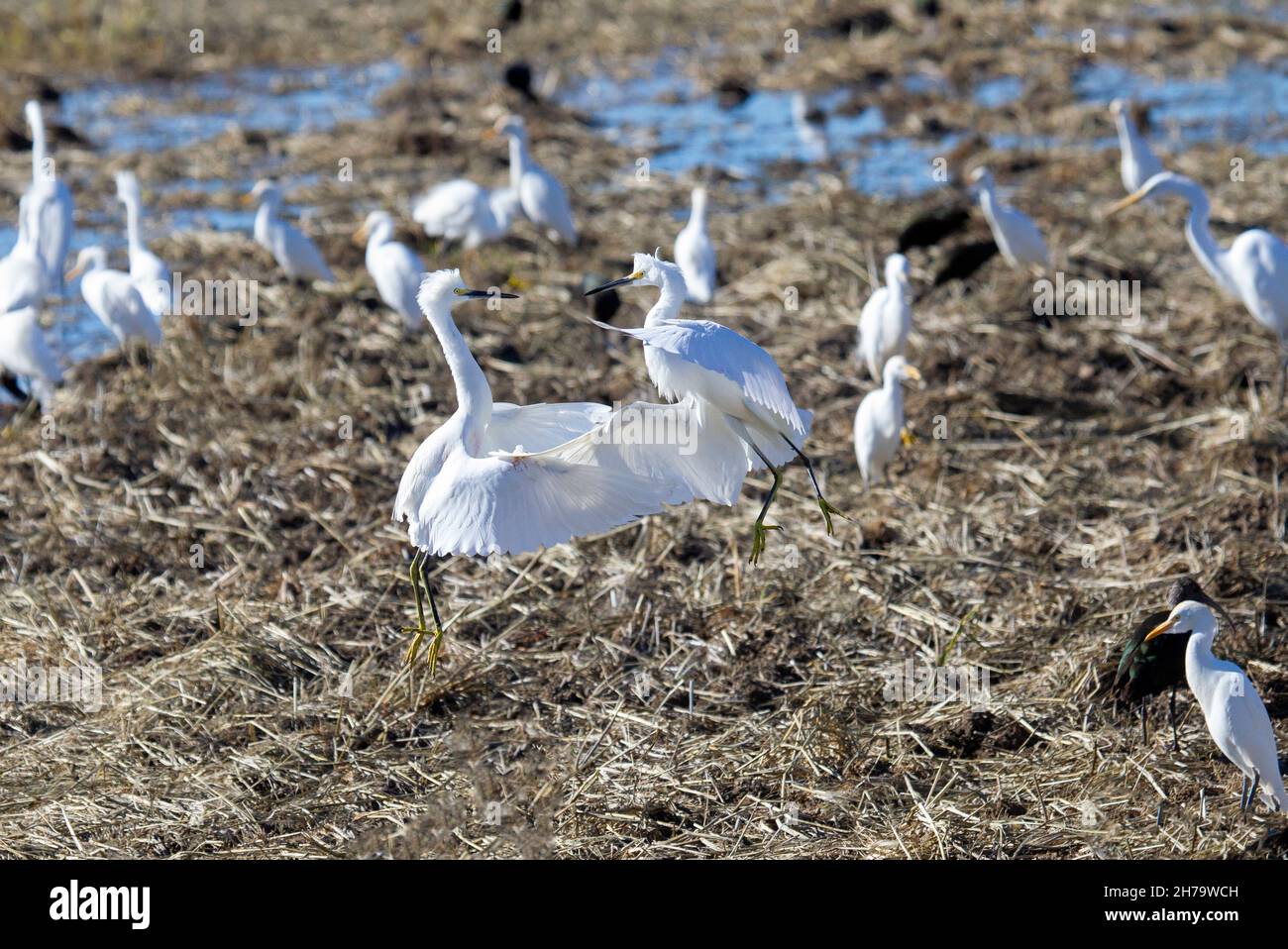 Mid air fighting hi-res stock photography and images - Alamy