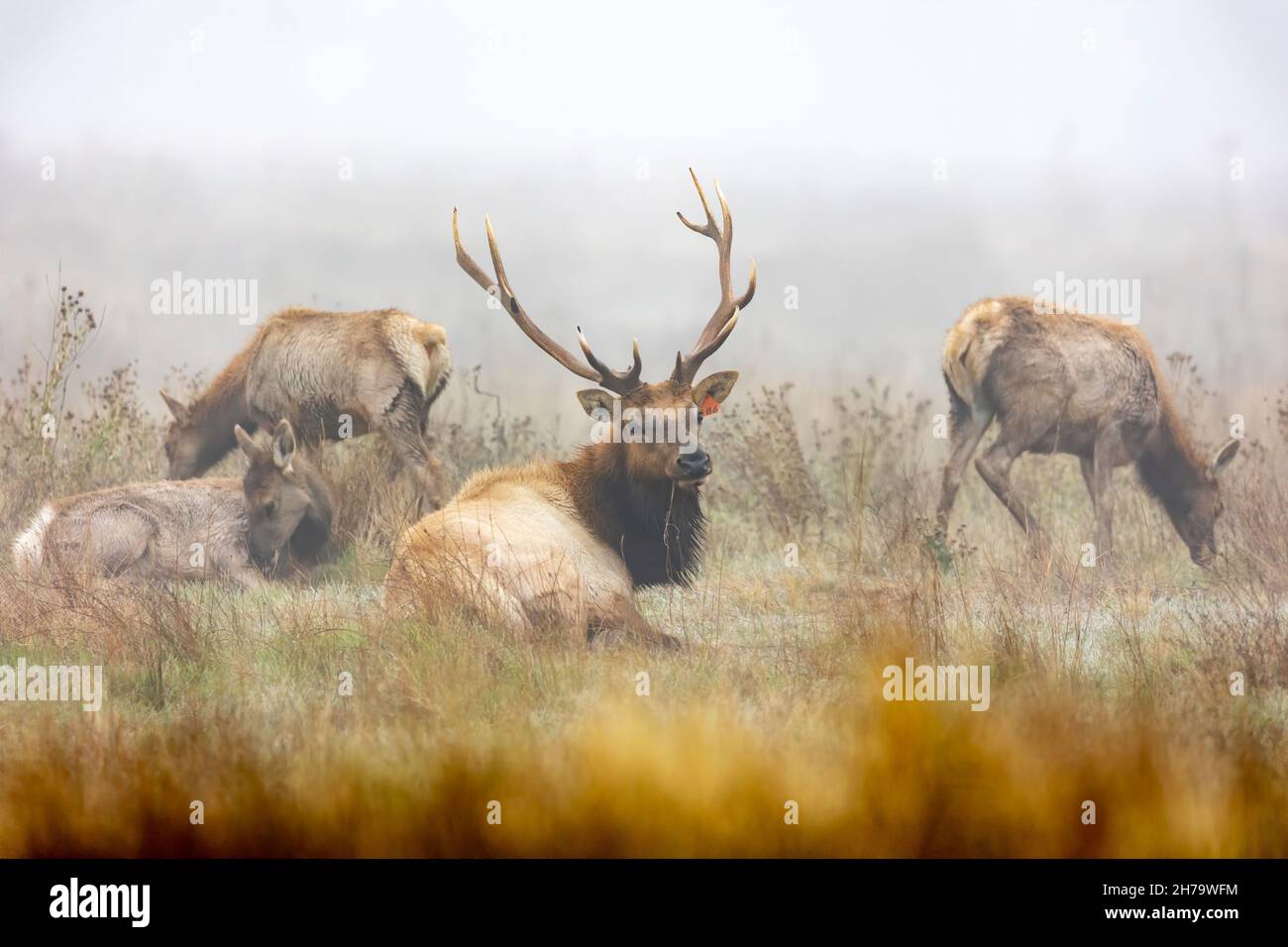 Tule elk bull hi-res stock photography and images - Alamy