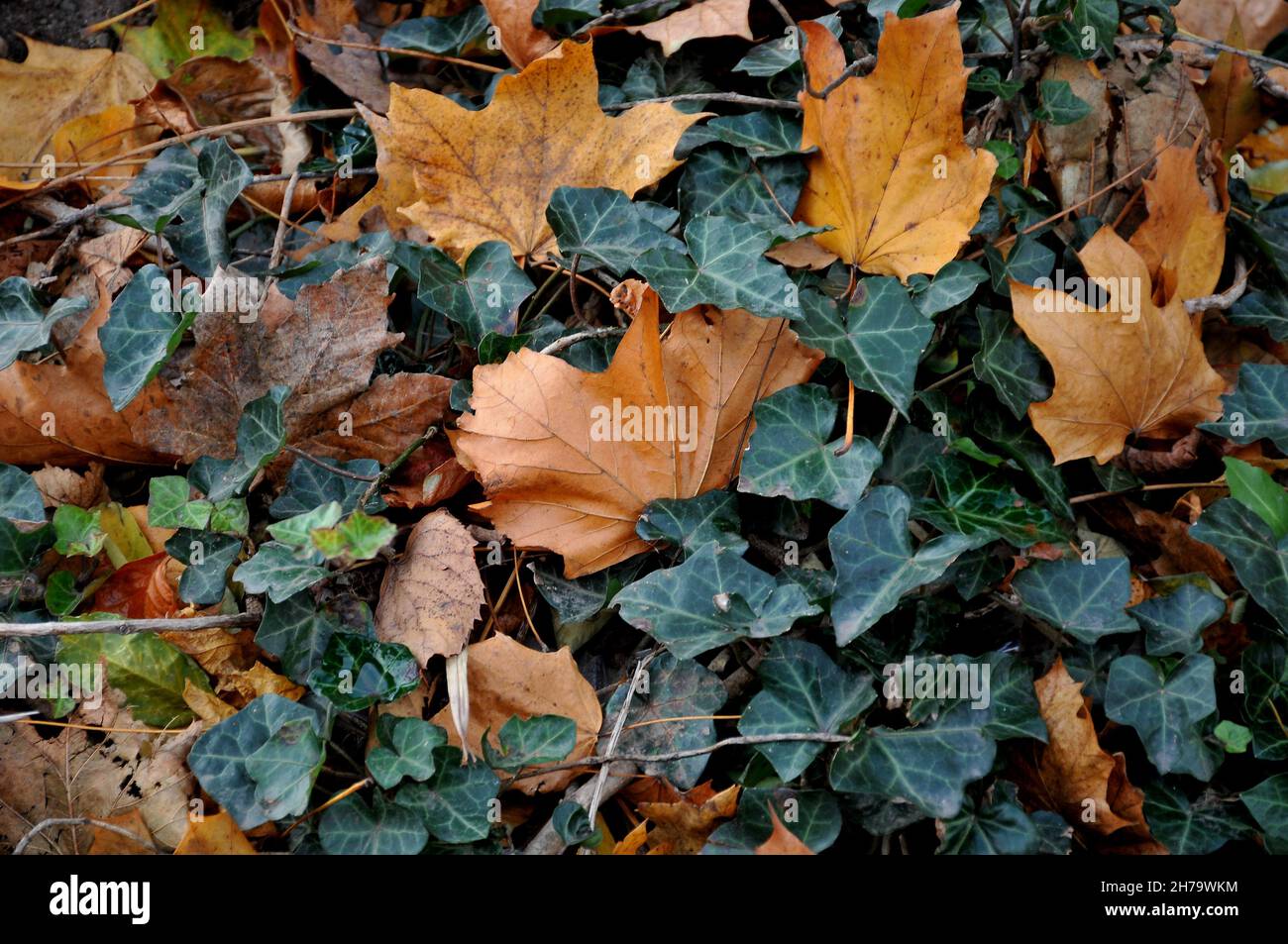 Copenhagen/Denmark./21 November 2021/ Auutmn or fall colour of tree and ...