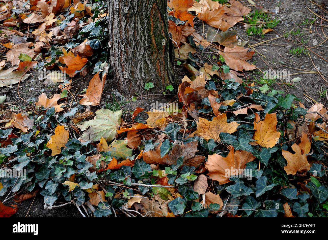 Copenhagen/Denmark./21 November 2021/ Auutmn or fall colour of tree and ...