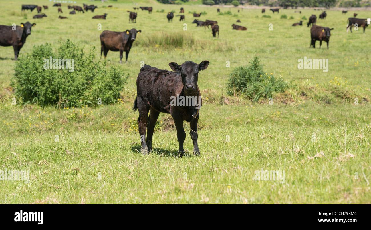 A five month old Jersey bull calf Stock Photo - Alamy