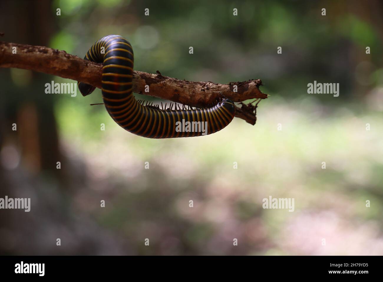 Thousand legs hi-res stock photography and images - Alamy