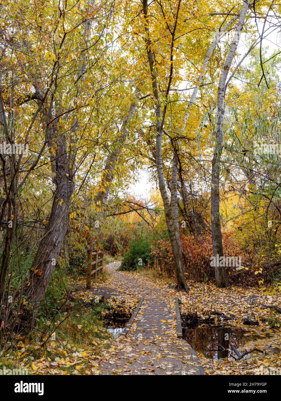 Warm fall colors fill a forest canopy over a popular footpath Stock ...