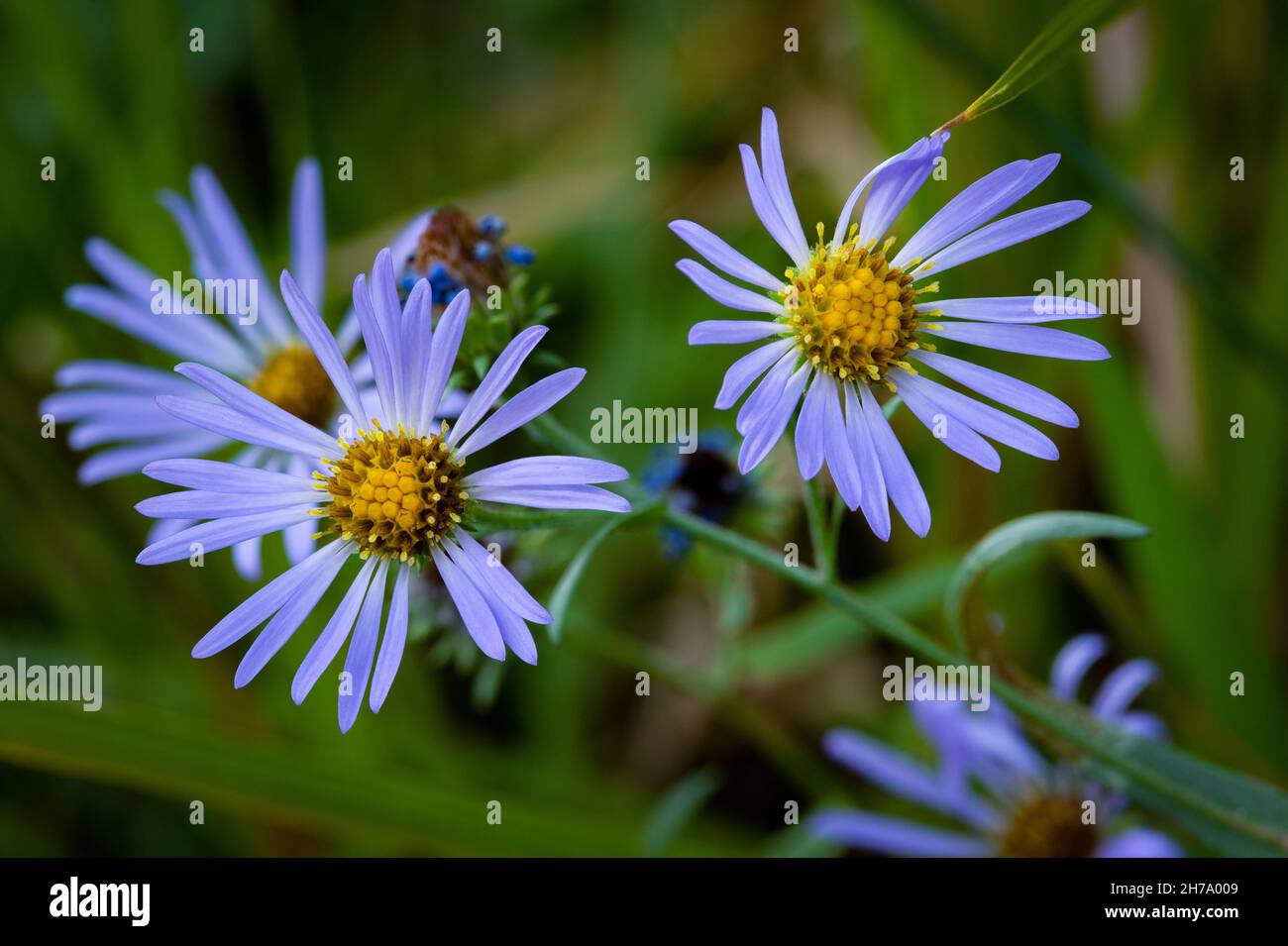 Wild Blue Aster
