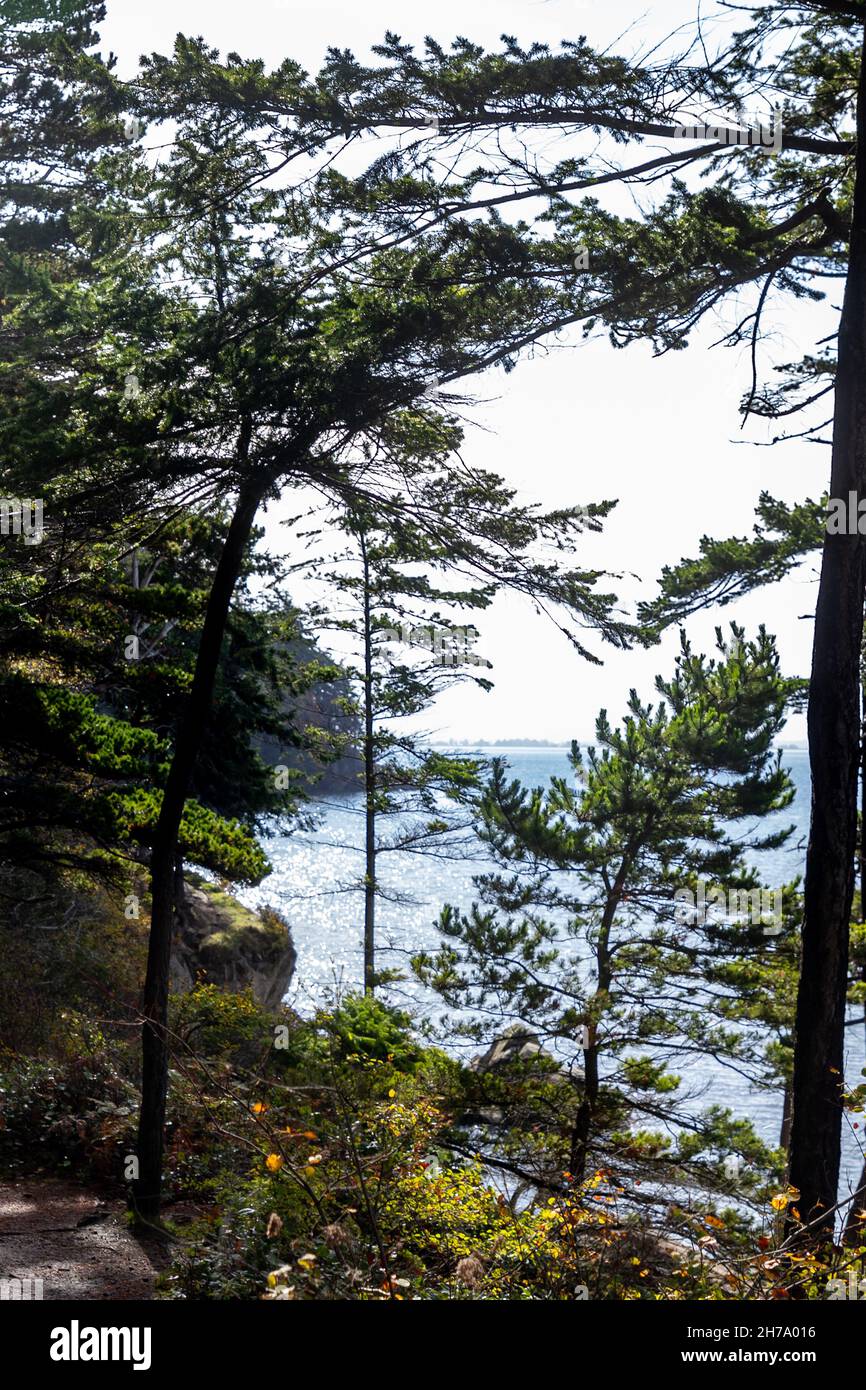 Trees frame the Puget Sound taken from Chuckanut Drive near Bellingham ...