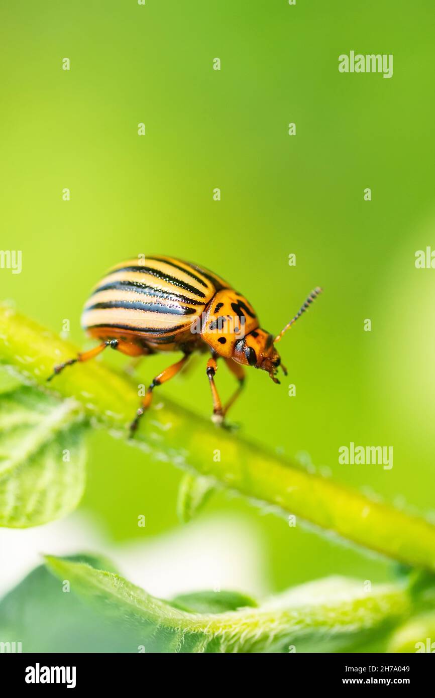 Potato Beetle Insecticide