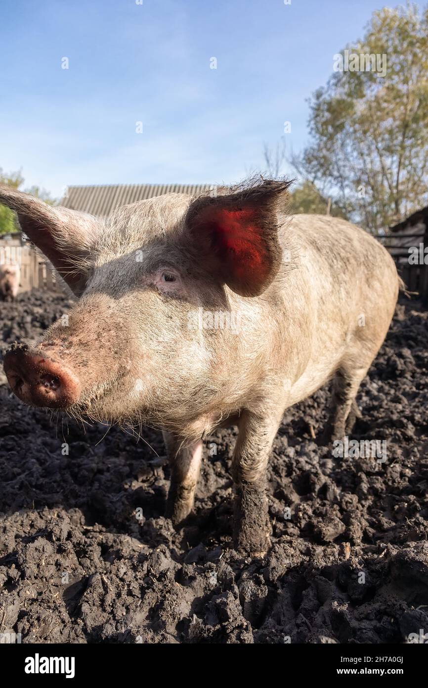 Pink pigs on the farm. Swine at the farm. Meat industry. Pig farming to meet the growing demand ...