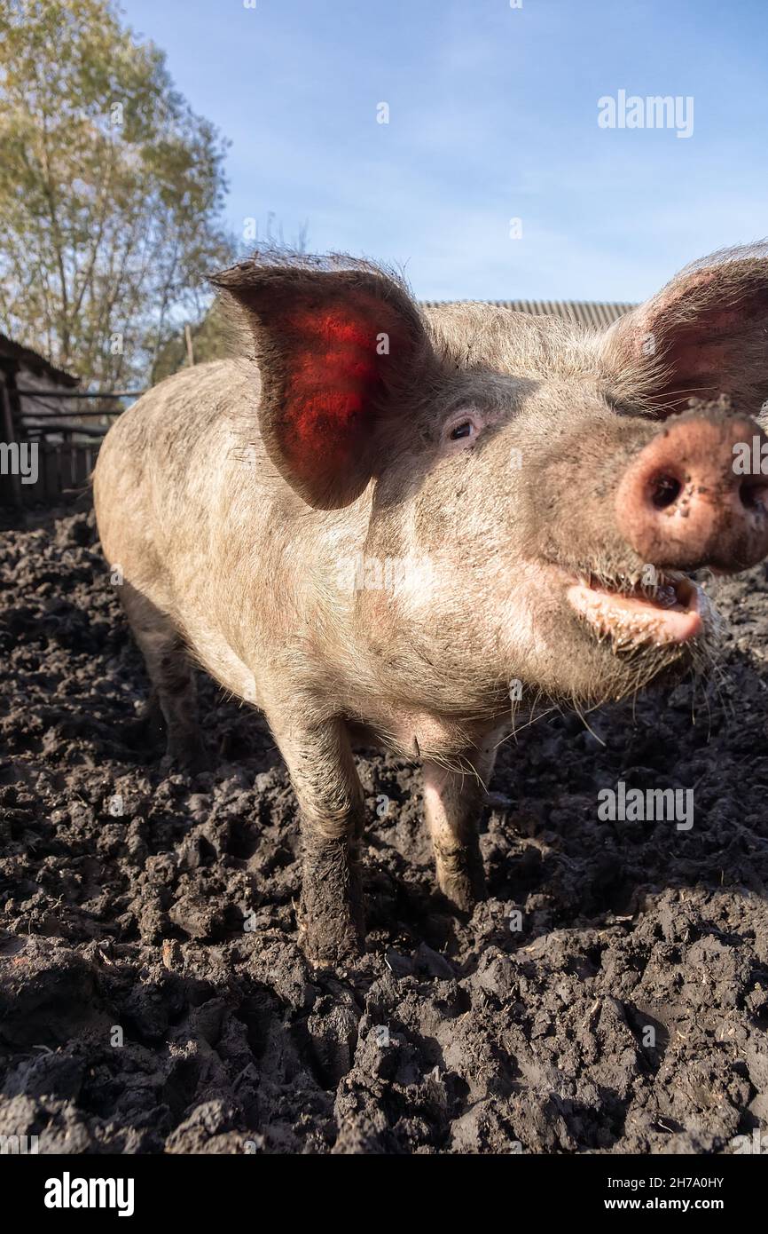 Pink pigs on the farm. Swine at the farm. Meat industry. Pig farming to ...