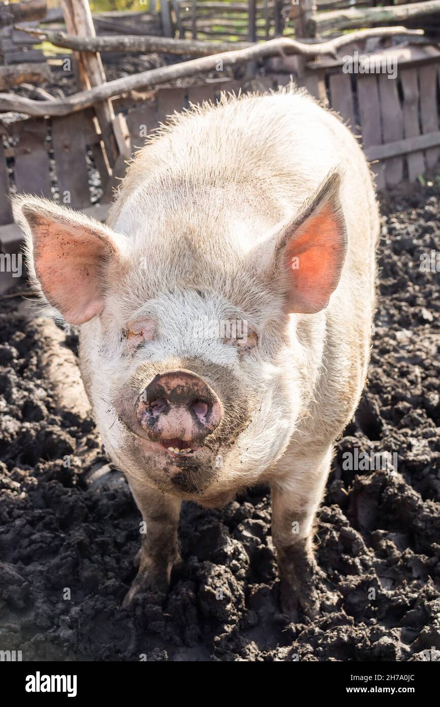 Pink pigs on the farm. Swine at the farm. Meat industry. Pig farming to meet the growing demand ...