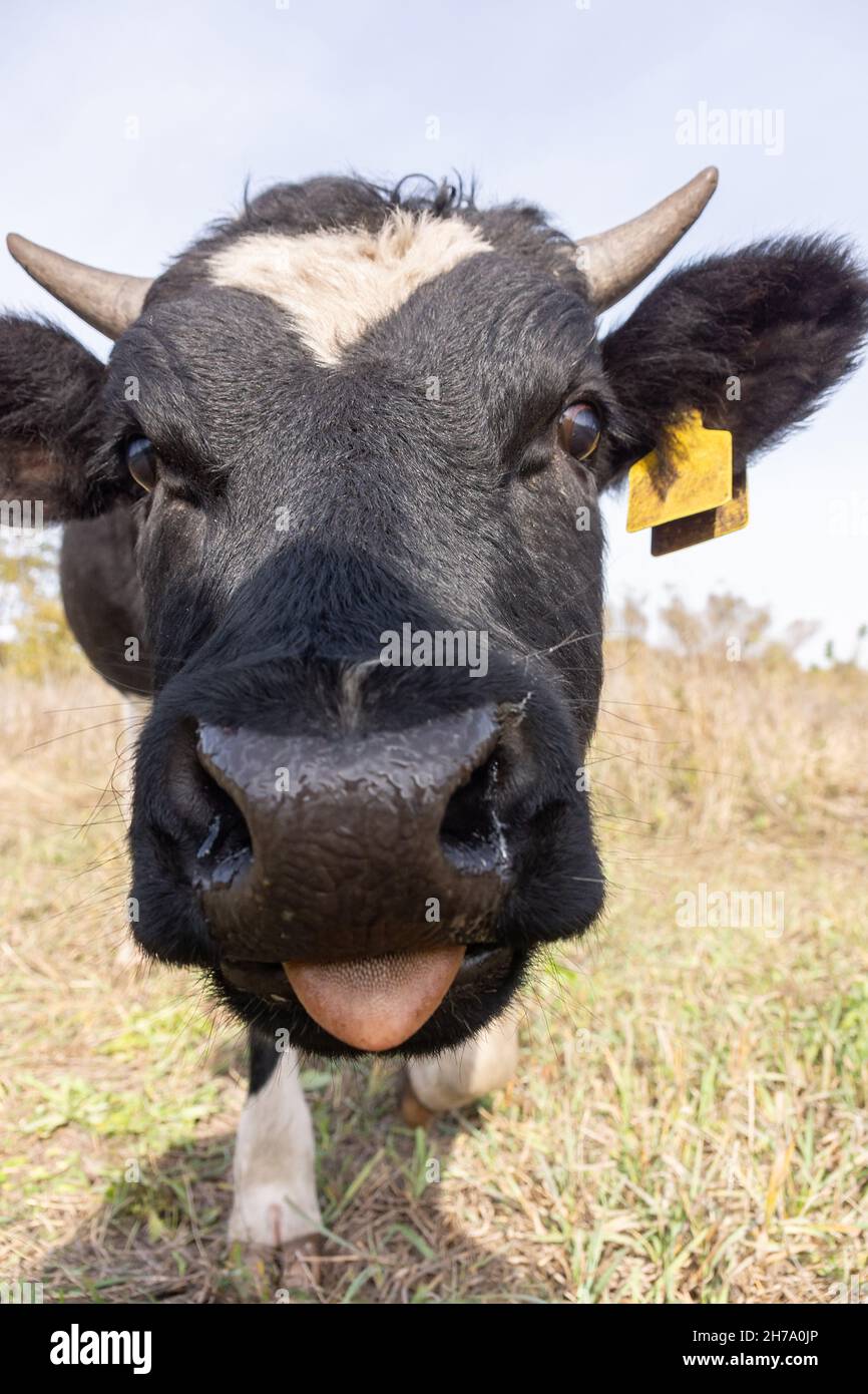 Red angus heifer portrait picture blue sky background Stock Photo - Alamy