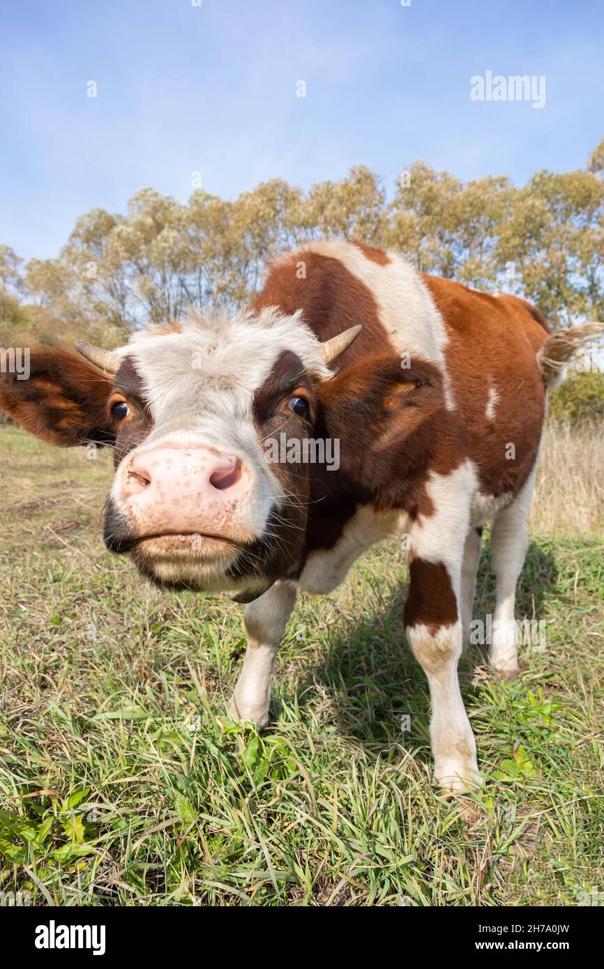 Red angus heifer portrait picture blue sky background Stock Photo - Alamy