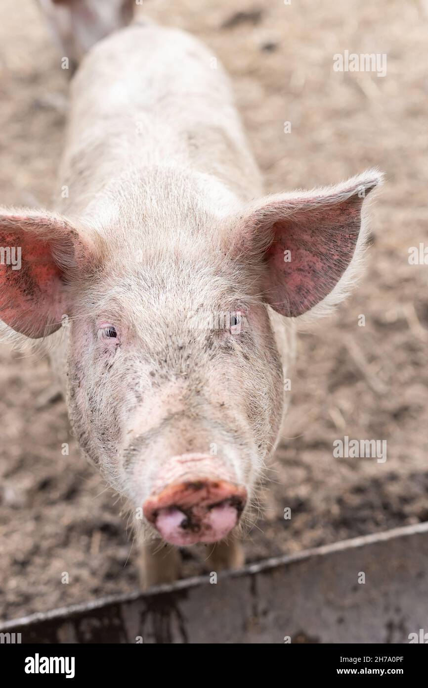Pink pigs on the farm. Swine at the farm. Meat industry. Pig farming to ...