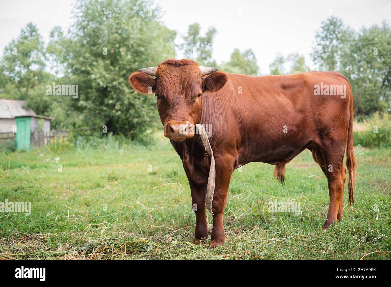 Red angus heifer portrait picture blue sky background Stock Photo - Alamy