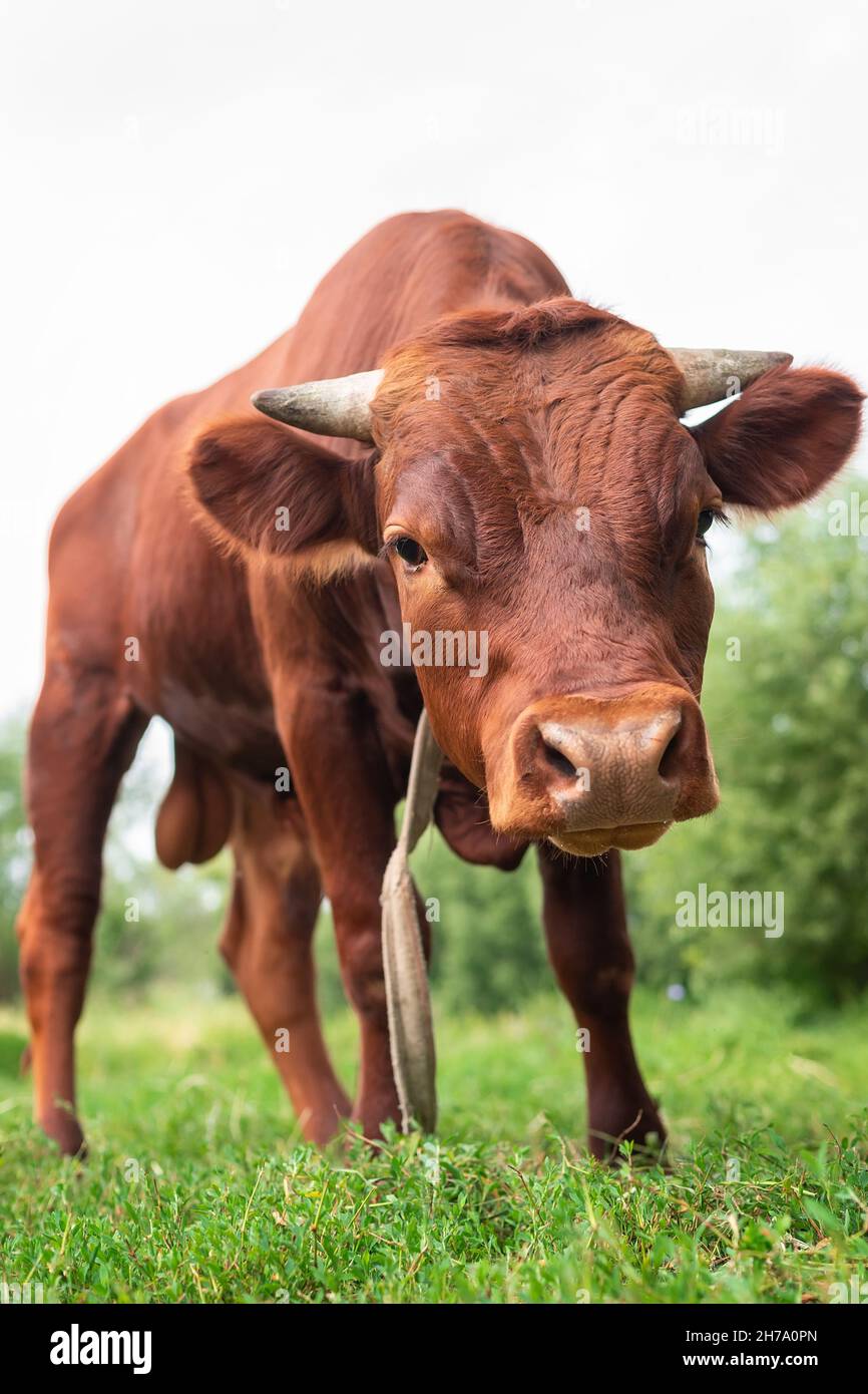 Red angus heifer portrait picture blue sky background Stock Photo - Alamy