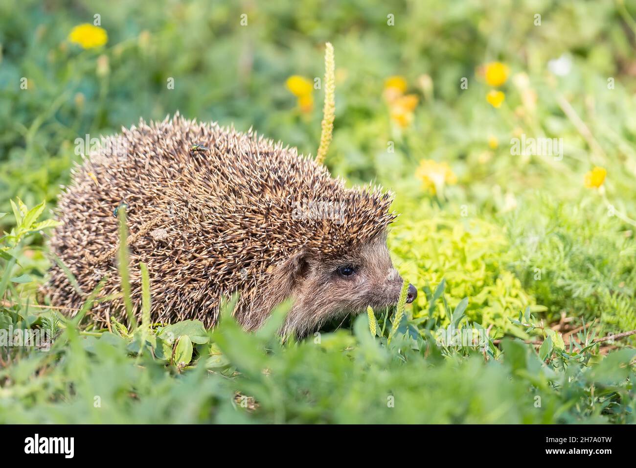 Hedgehog (Scientific name: Erinaceus Europaeus) close up of a wild ...