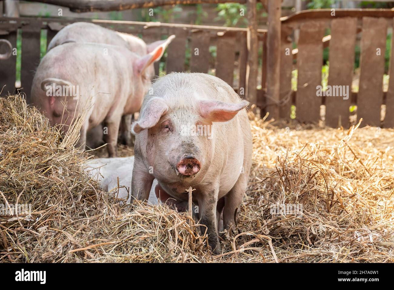 Pink pigs on the farm. Swine at the farm. Meat industry. Pig farming to meet the growing demand ...