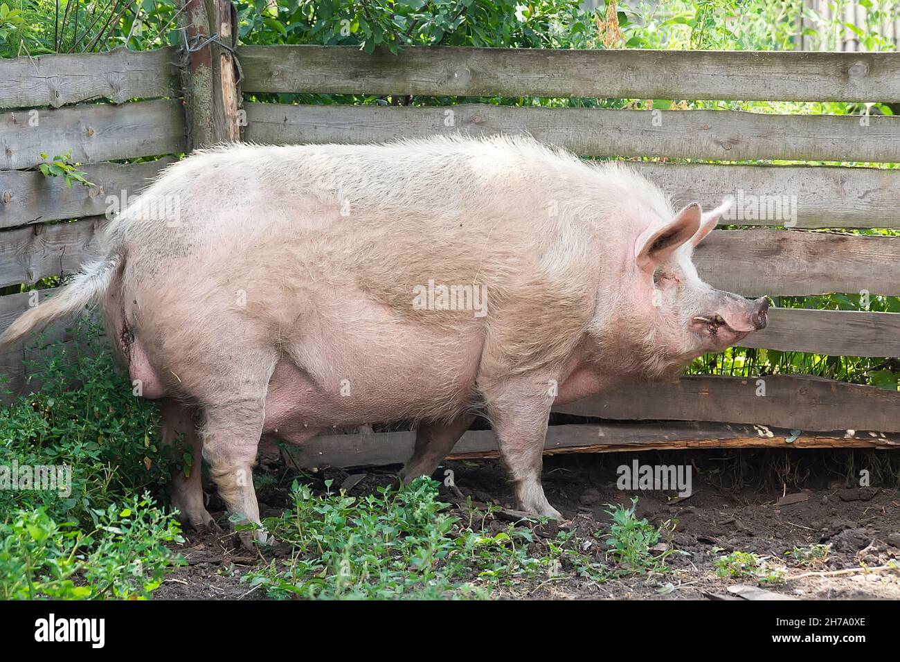 Pink pigs on the farm. Swine at the farm. Meat industry. Pig farming to ...