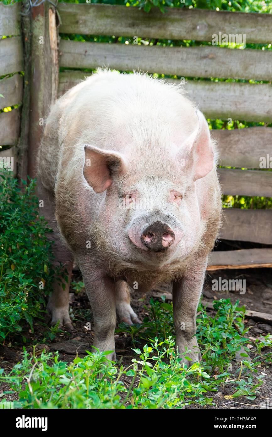 Pink pigs on the farm. Swine at the farm. Meat industry. Pig farming to ...