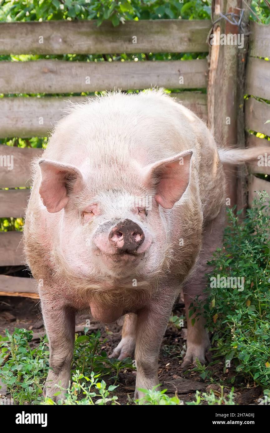 Pink pigs on the farm. Swine at the farm. Meat industry. Pig farming to ...