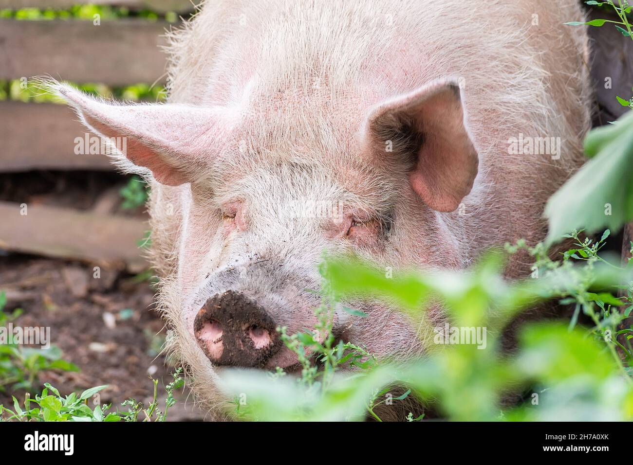 Pink pigs on the farm. Swine at the farm. Meat industry. Pig farming to ...