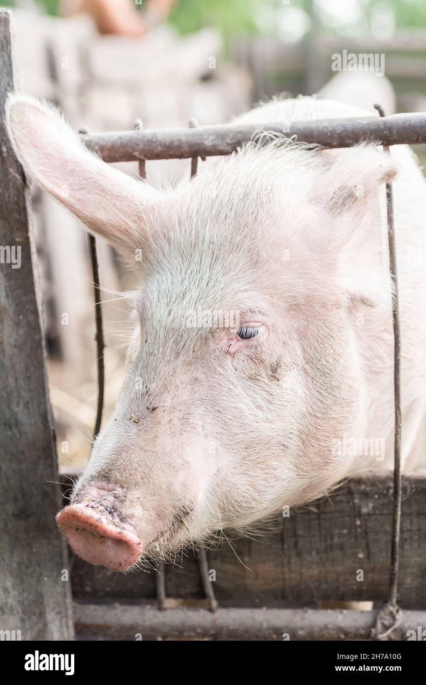 Pink pigs on the farm. Swine at the farm. Meat industry. Pig farming to ...