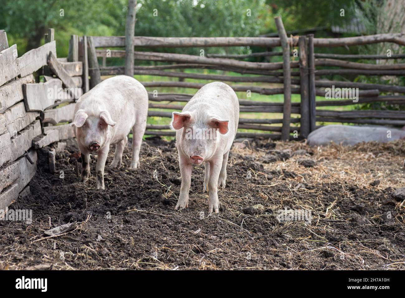 Pink pigs on the farm. Swine at the farm. Meat industry. Pig farming to ...
