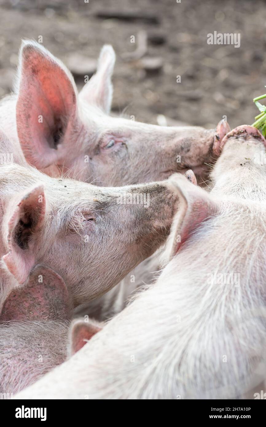 Pink pigs on the farm. Swine at the farm. Meat industry. Pig farming to meet the growing demand ...