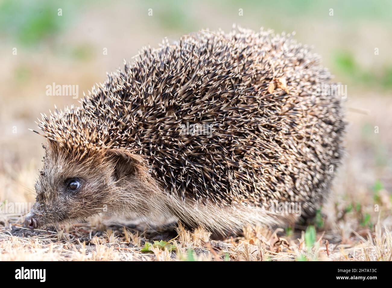 Hedgehog (Scientific name: Erinaceus Europaeus) close up of a wild ...