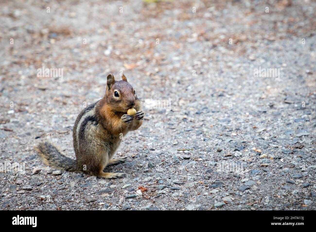 Squirrel Eating A Hazelnut at Wenatchee State Park in Washington Stock ...