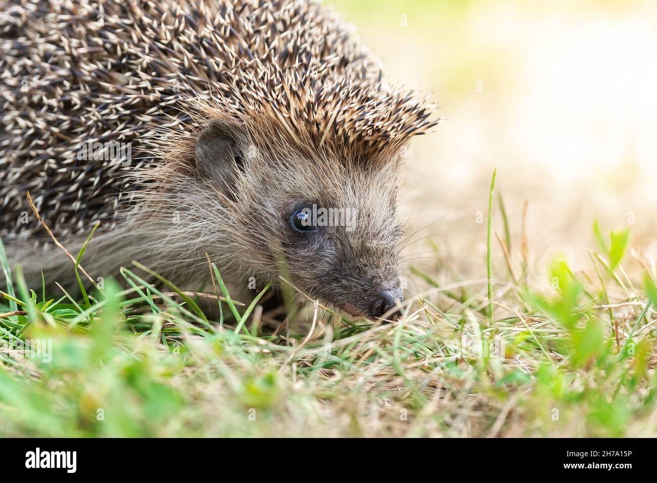 Hedgehog (Scientific name: Erinaceus Europaeus) close up of a wild ...