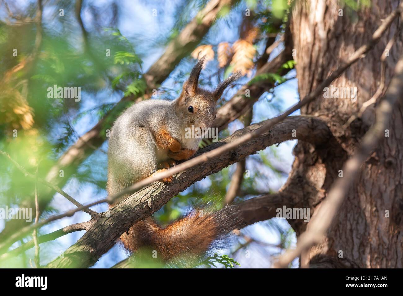 Squirrel sitting on a human hand hi-res stock photography and images ...