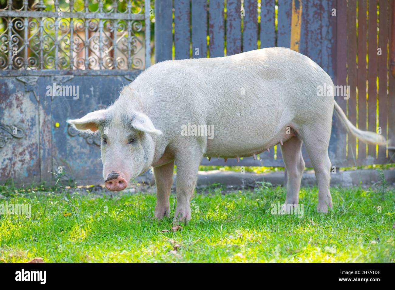 grimy pig walks around the yard and eats grass Stock Photo - Alamy