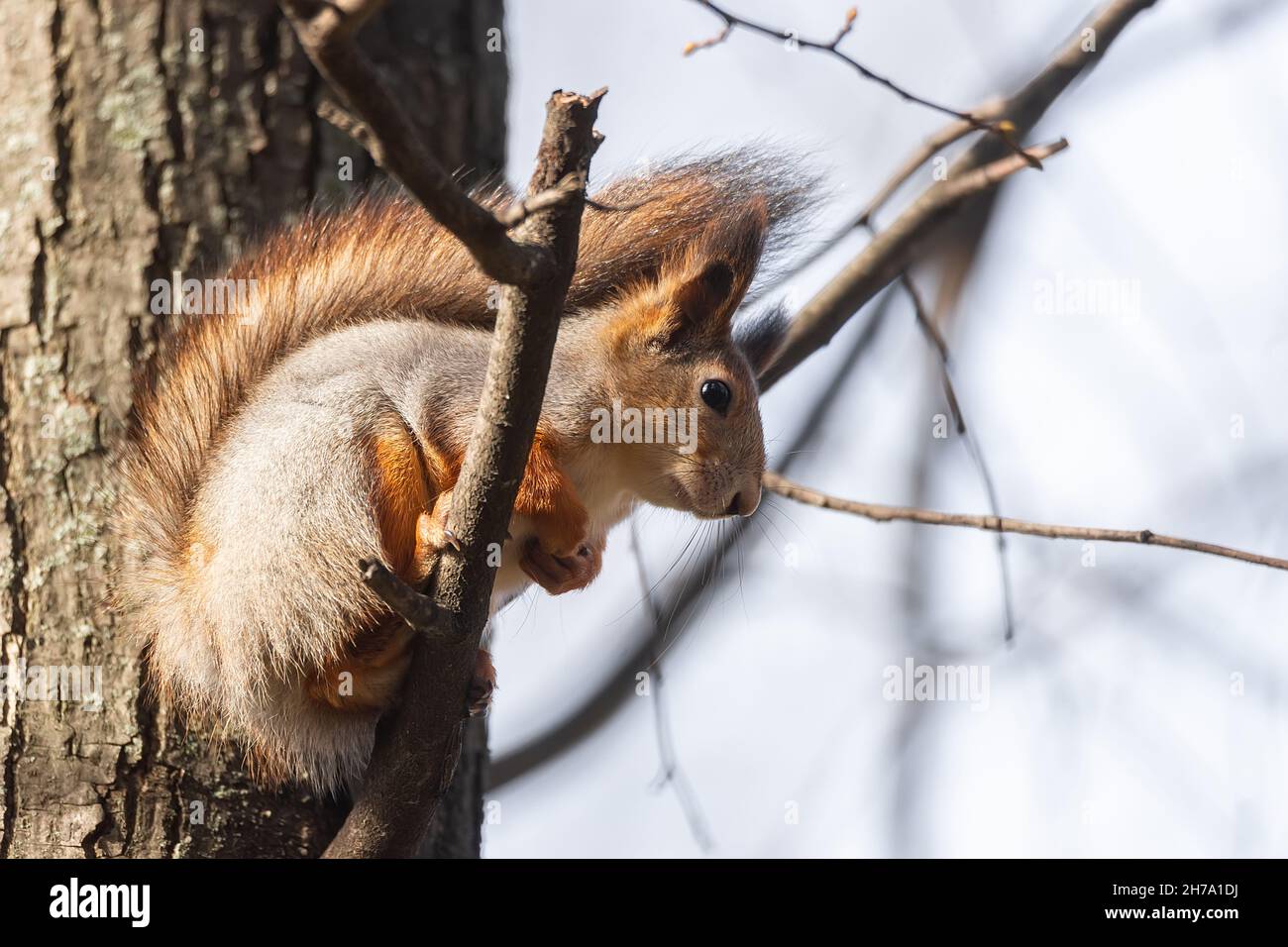 Squirrel sitting on a human hand hi-res stock photography and images ...