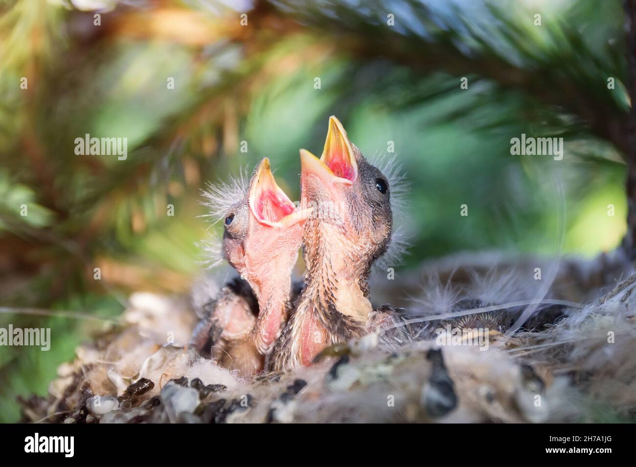 Baby birds in a nest on a tree branch close up in spring in sunlight ...
