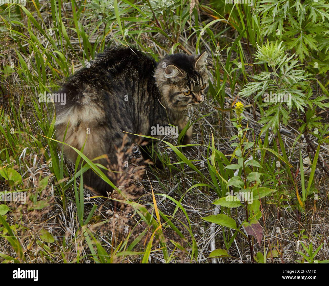 Strong and friendly with a wild appearance, the Kurilian Bobtail ...