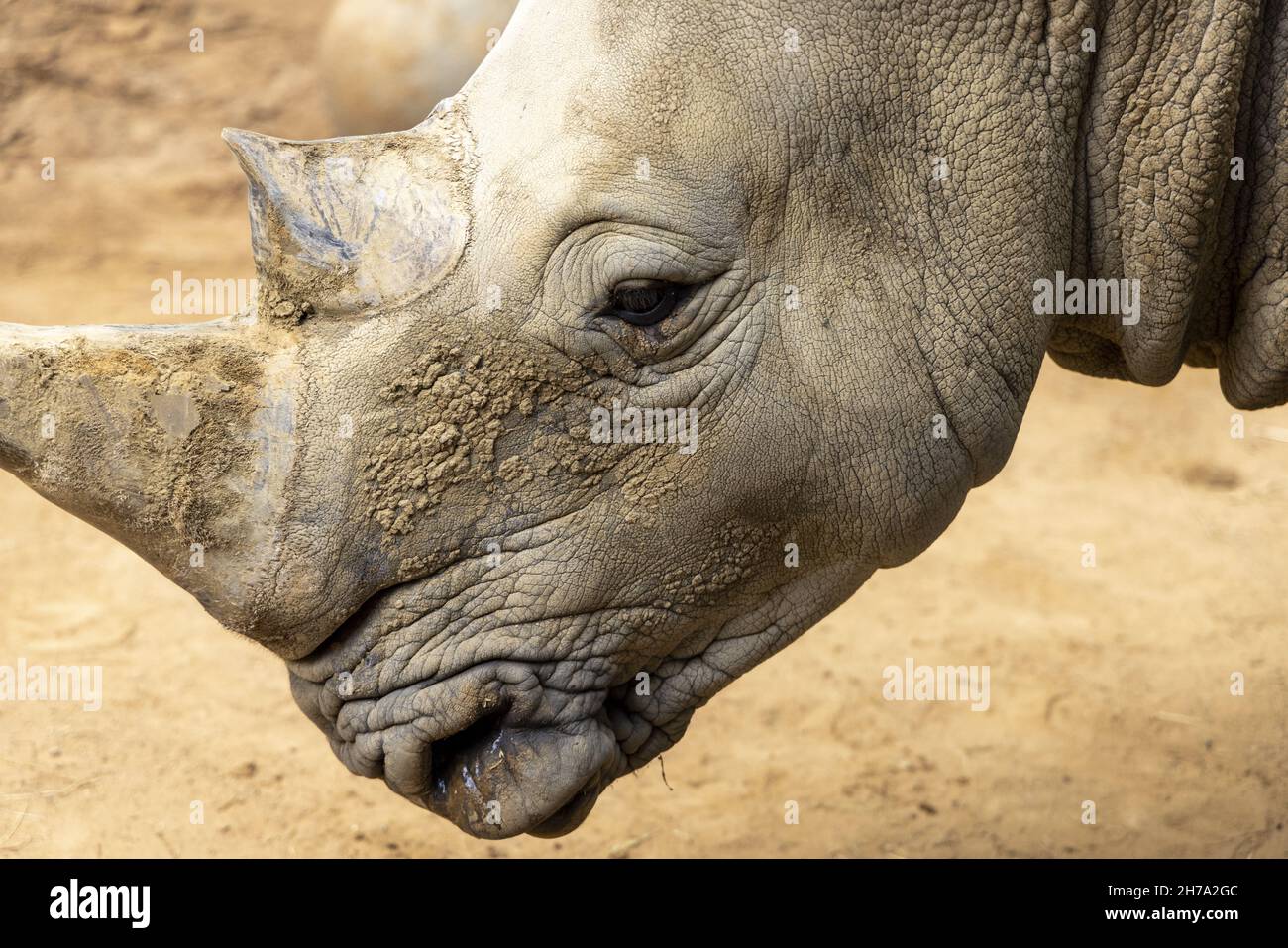 A close up shot of a rhino in zoo Stock Photo - Alamy