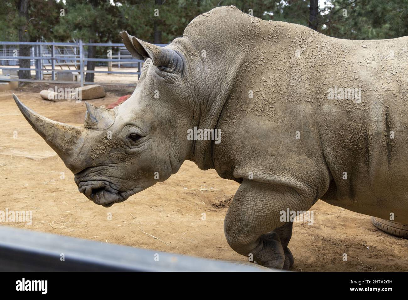 A close up shot of a rhino in zoo Stock Photo - Alamy