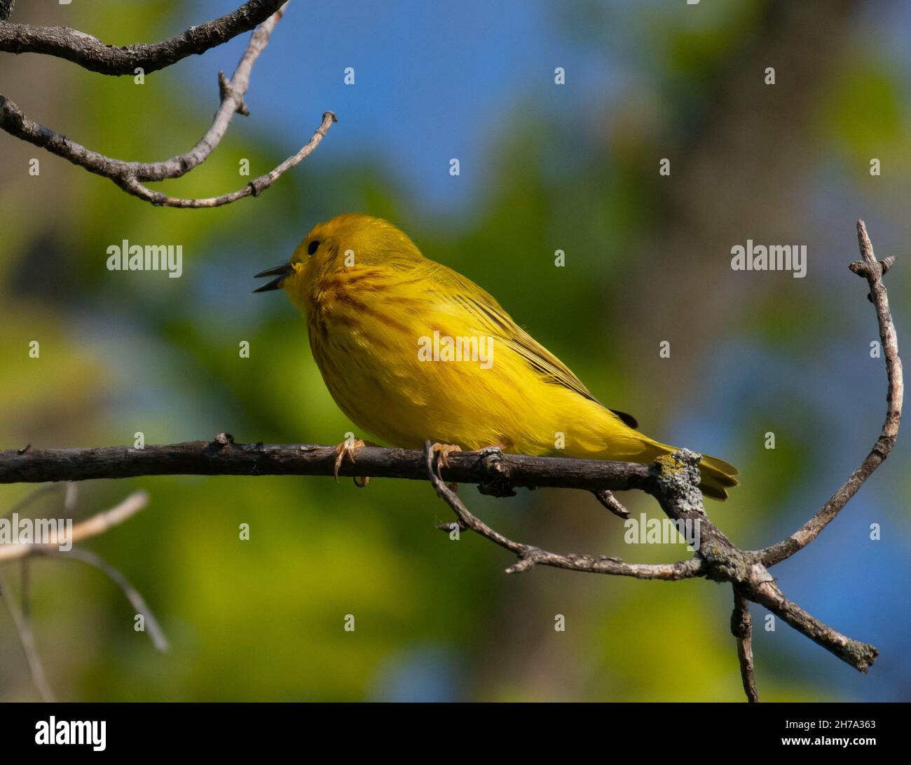 A closeup shot of an american yellow warbler perched on a branch Stock ...