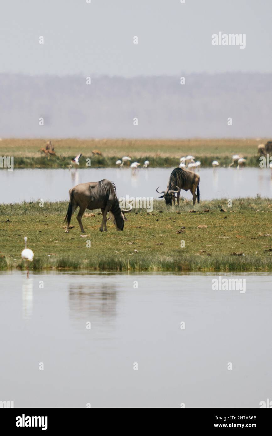 A vertical shot of wildebeests/gnus and birds on a lake Stock Photo - Alamy