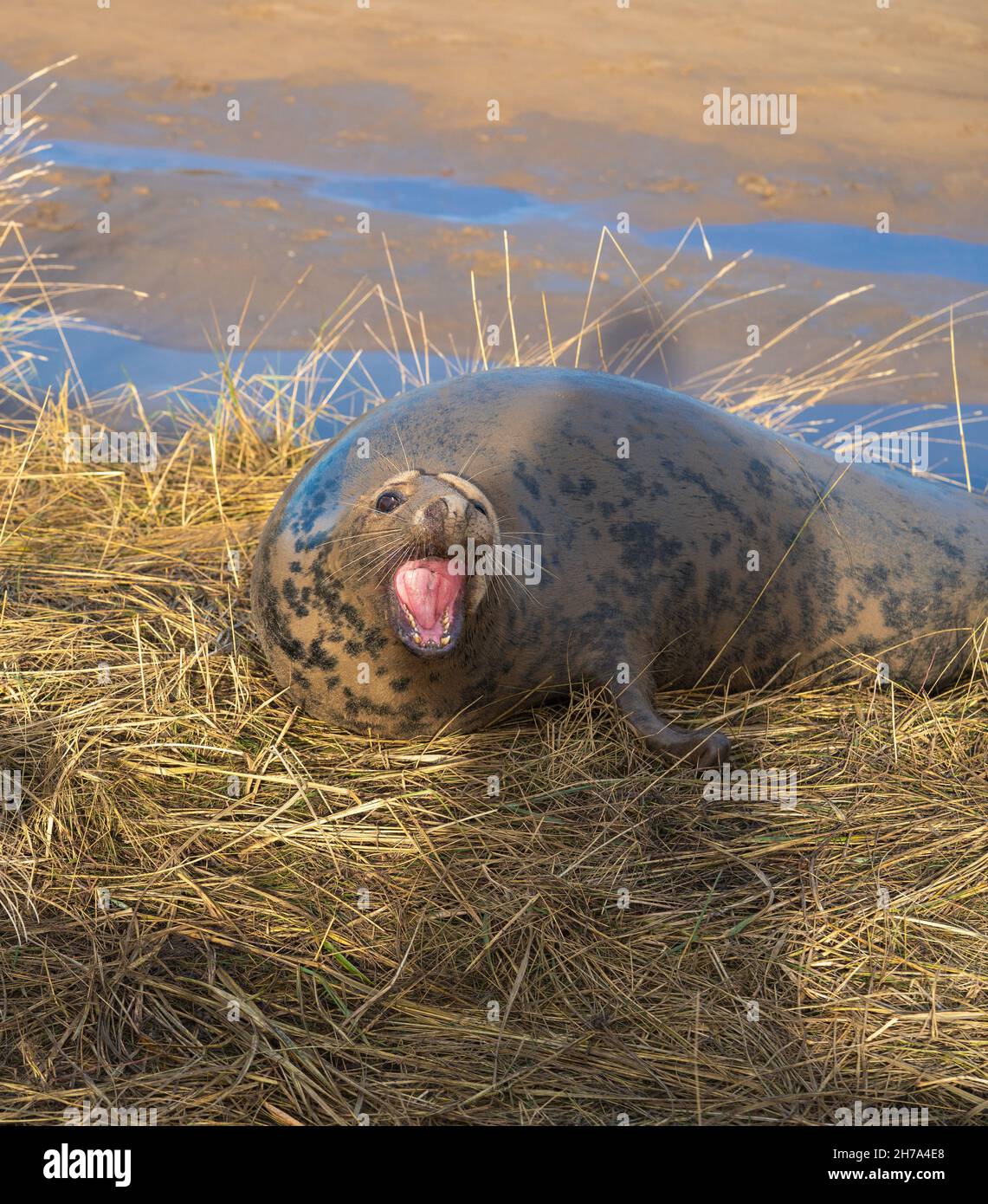 Donna Nook, Grey seals, international, conservation, grey seal colony ...