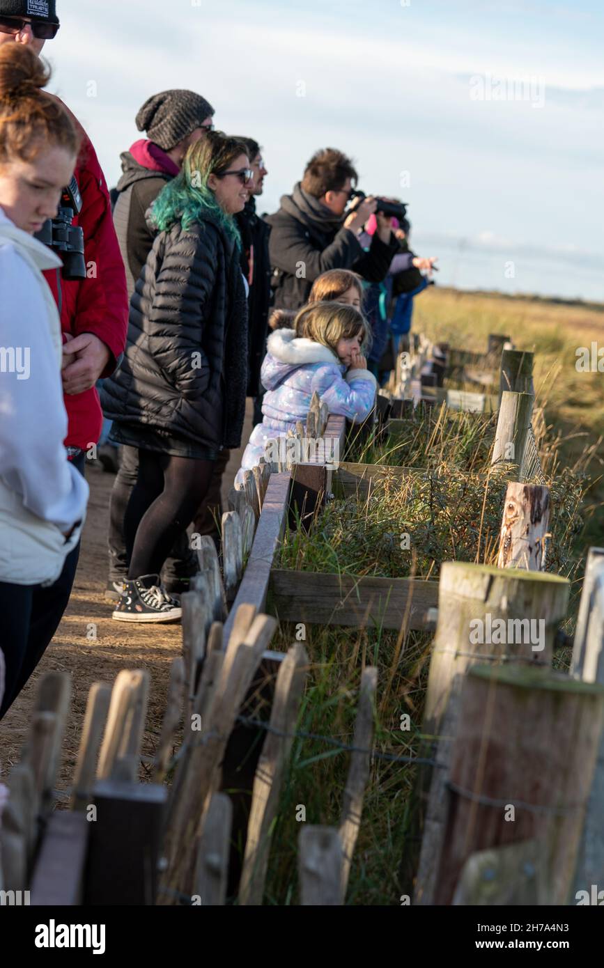 Donna Nook, Grey seals, international, conservation, grey seal colony ...