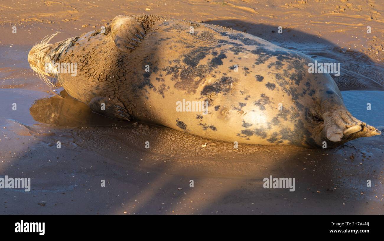 Donna Nook, Grey seals, international, conservation, grey seal colony ...