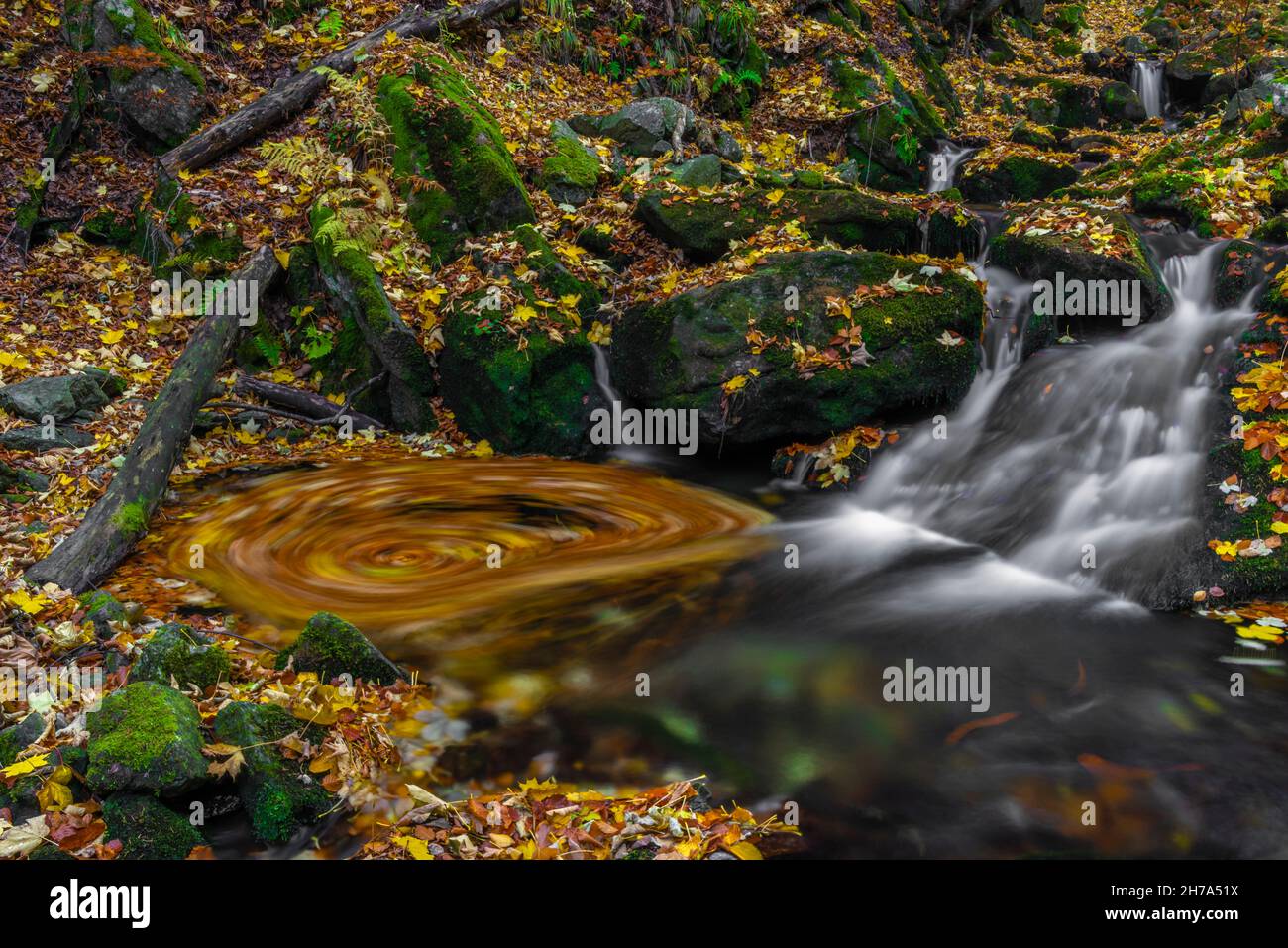 Sumny and Bily creek in autumn wet morning in Jeseniky mountains Stock ...