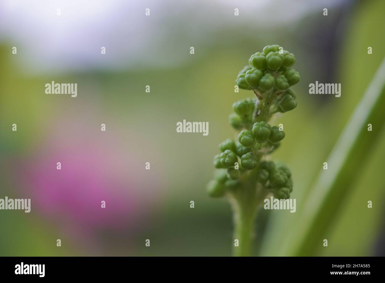 A closeup of a buds of a common grape vine with blurred green ...