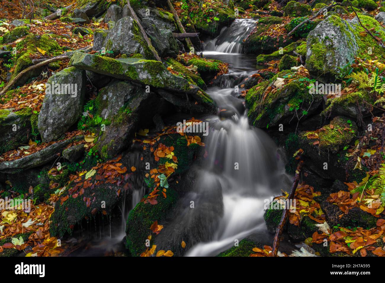 Sumny and Bily creek in autumn wet morning in Jeseniky mountains Stock ...